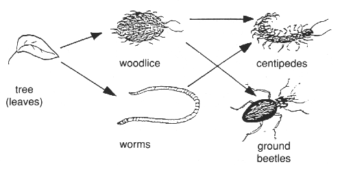 1774/3 Specimen Questions