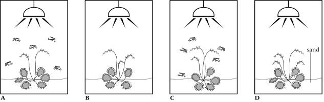 Jean Senebier Experiment